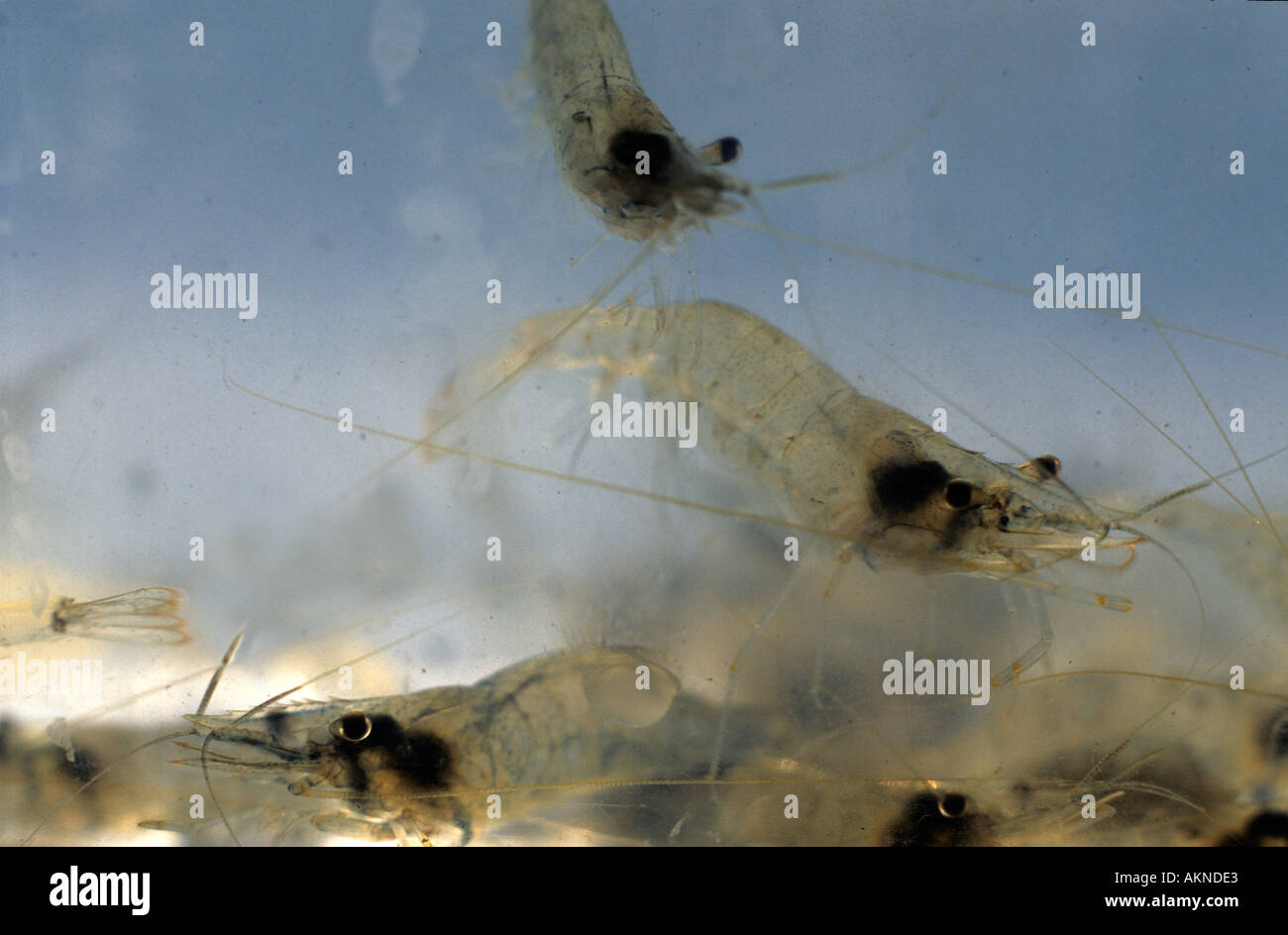 Live shrimps hi-res stock photography and images - Alamy
