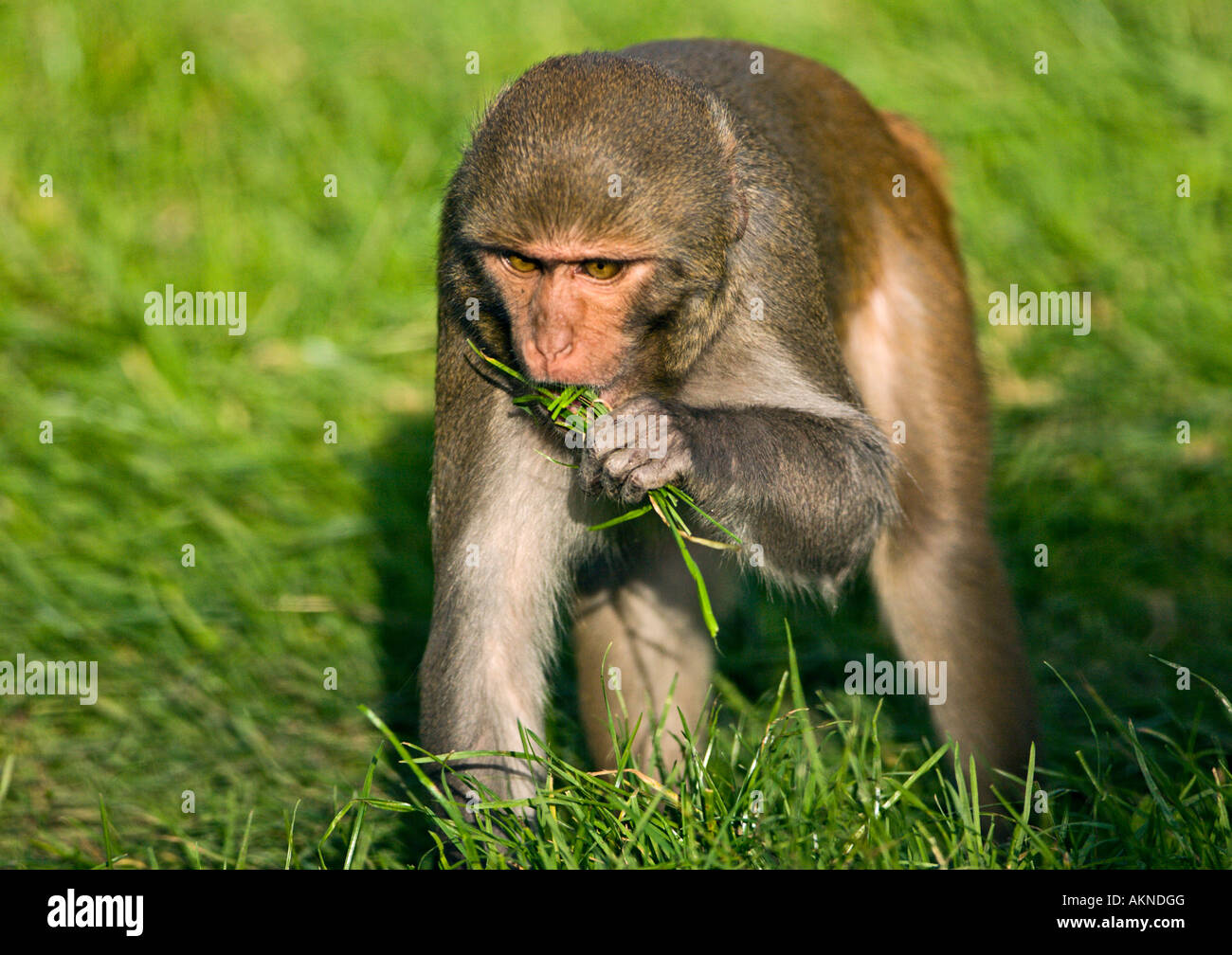 Rhesus Monkey (macaca mulatta) eating Grass Stock Photo - Alamy