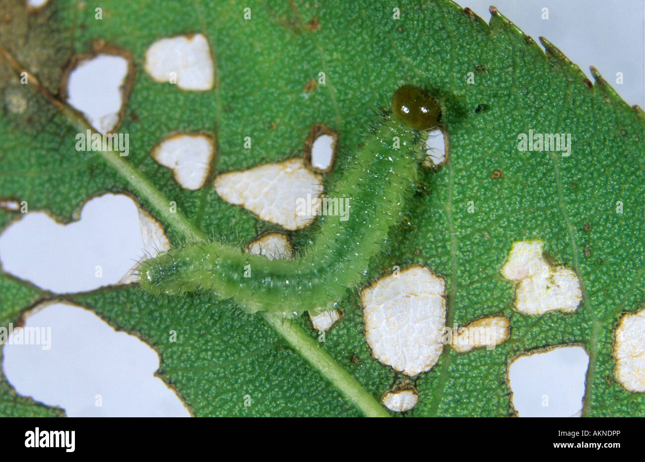Rose lesser antler sawfly Cladius deformis larva on damaged rose leaf ...