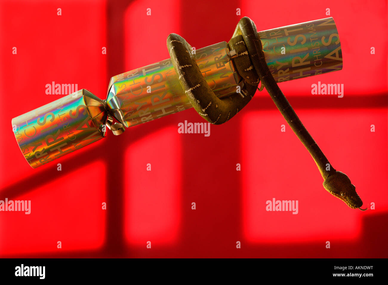 Emerald Tree Boa, Christmas cracker, snake serpent Stock Photo - Alamy