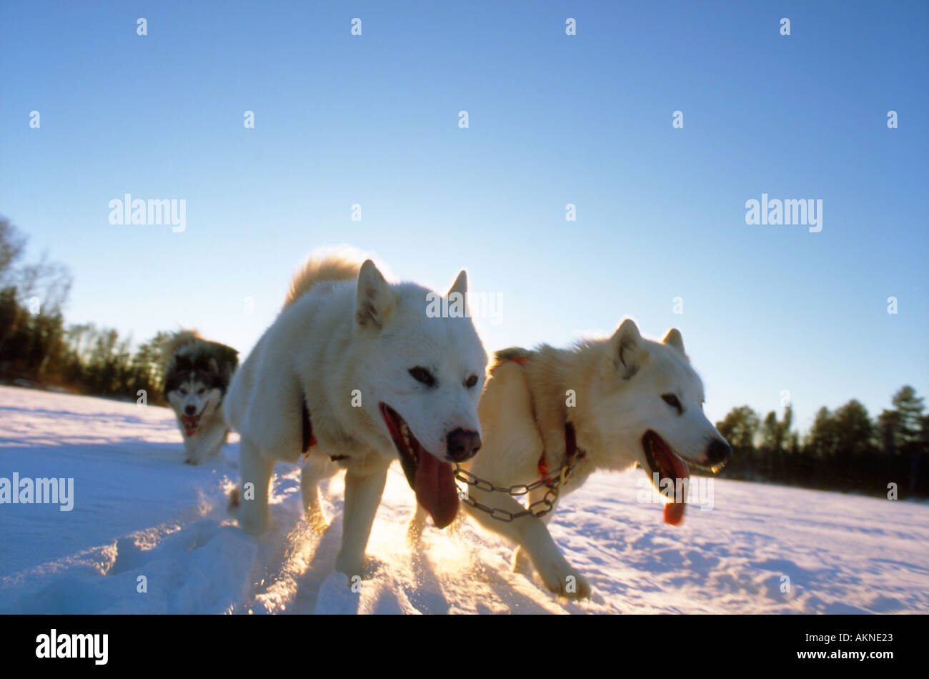 Inuit canoe hi-res stock photography and images - Alamy