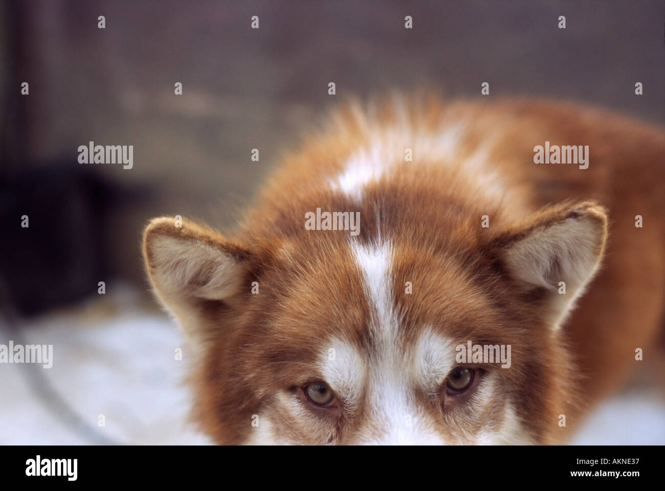 Canadian Inuit dog in kennel Stock Photo - Alamy
