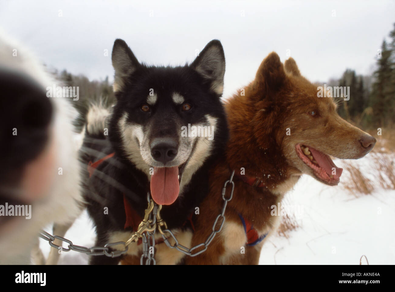 Canadian Inuit sled dogs taking a break boundary waters canoe area ...