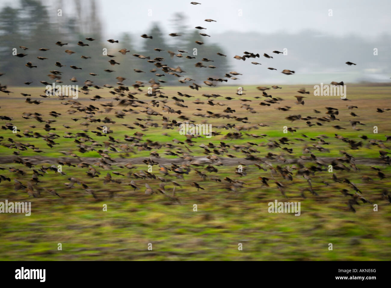 A flock of birds Stock Photo - Alamy
