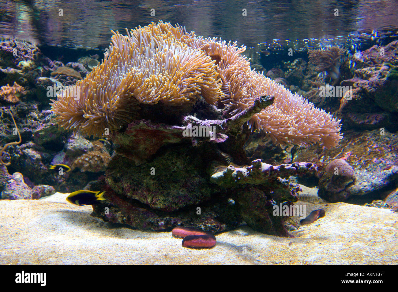 Great Barrier Reef Identification Books Types Of Fish In The Great ...