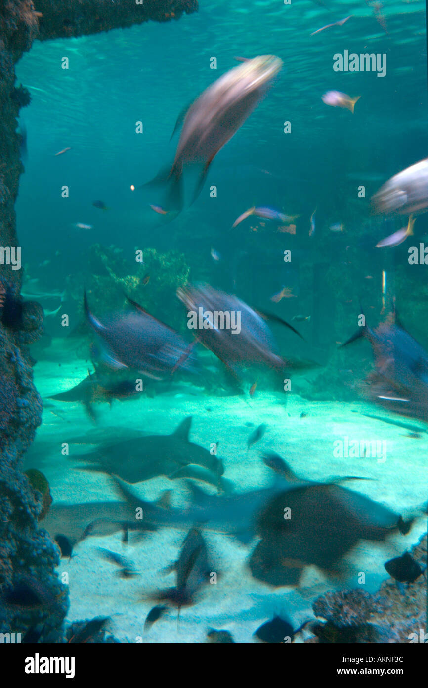 Australian australia fish hi-res stock photography and images - Alamy