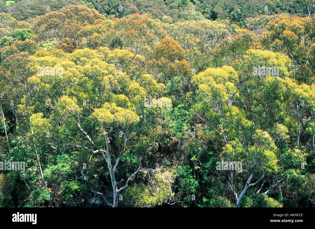 Eucaliptus tree hi-res stock photography and images - Alamy