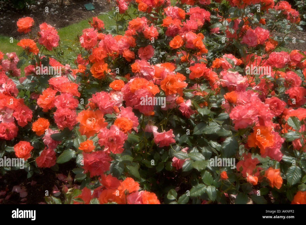 Roses island hi-res stock photography and images - Alamy