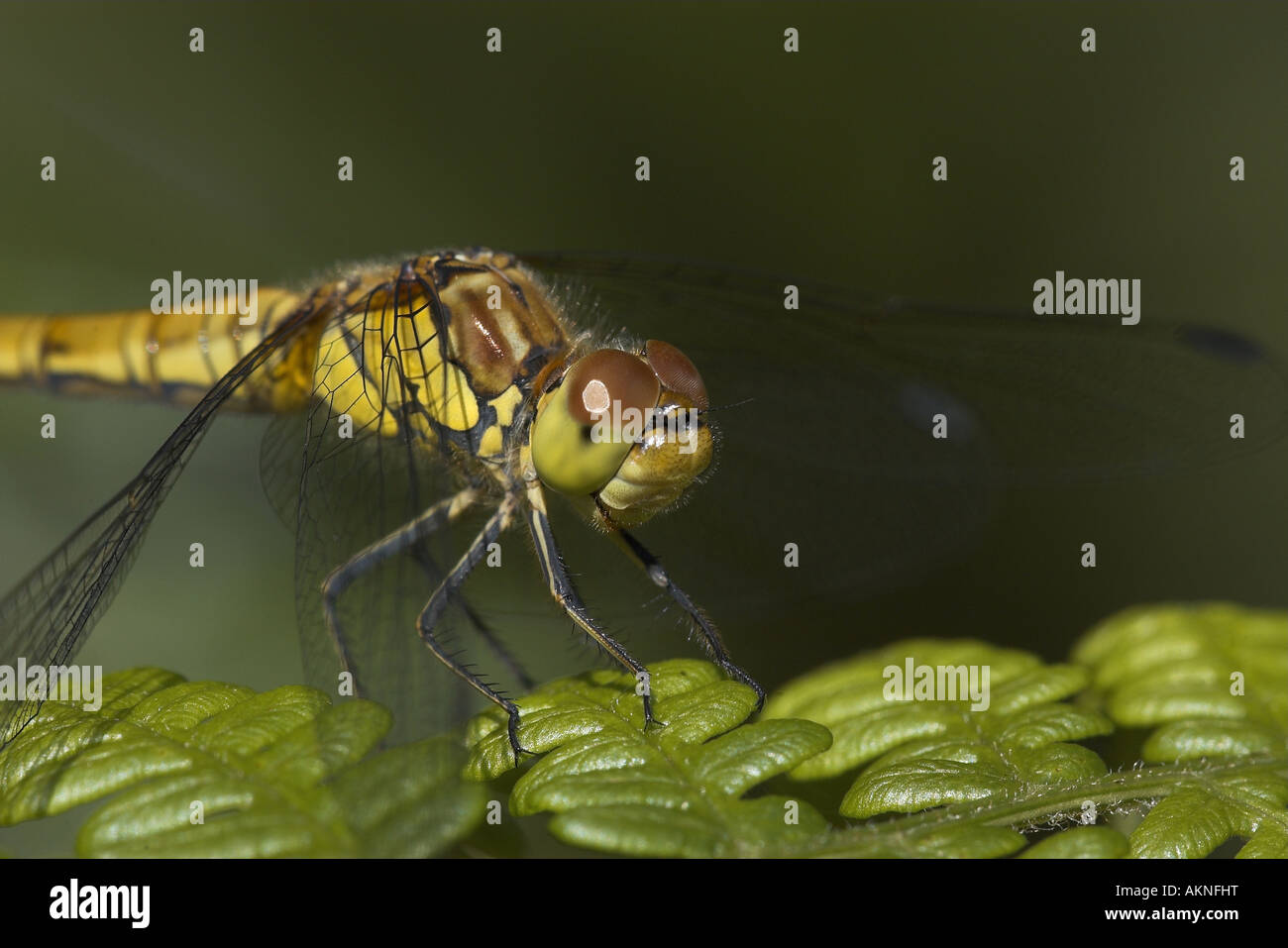 Common Darter Female Dragonfly Stock Photo - Alamy
