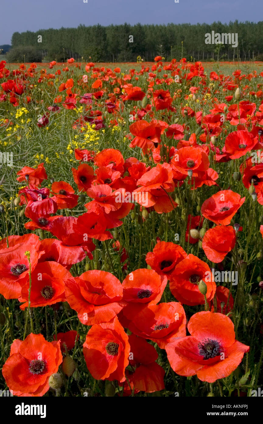 Poppy_field hi-res stock photography and images - Alamy