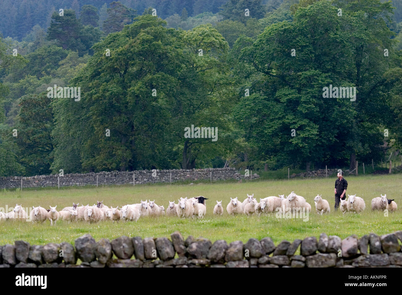 Sheep farmer gathering his flock Stock Photo - Alamy