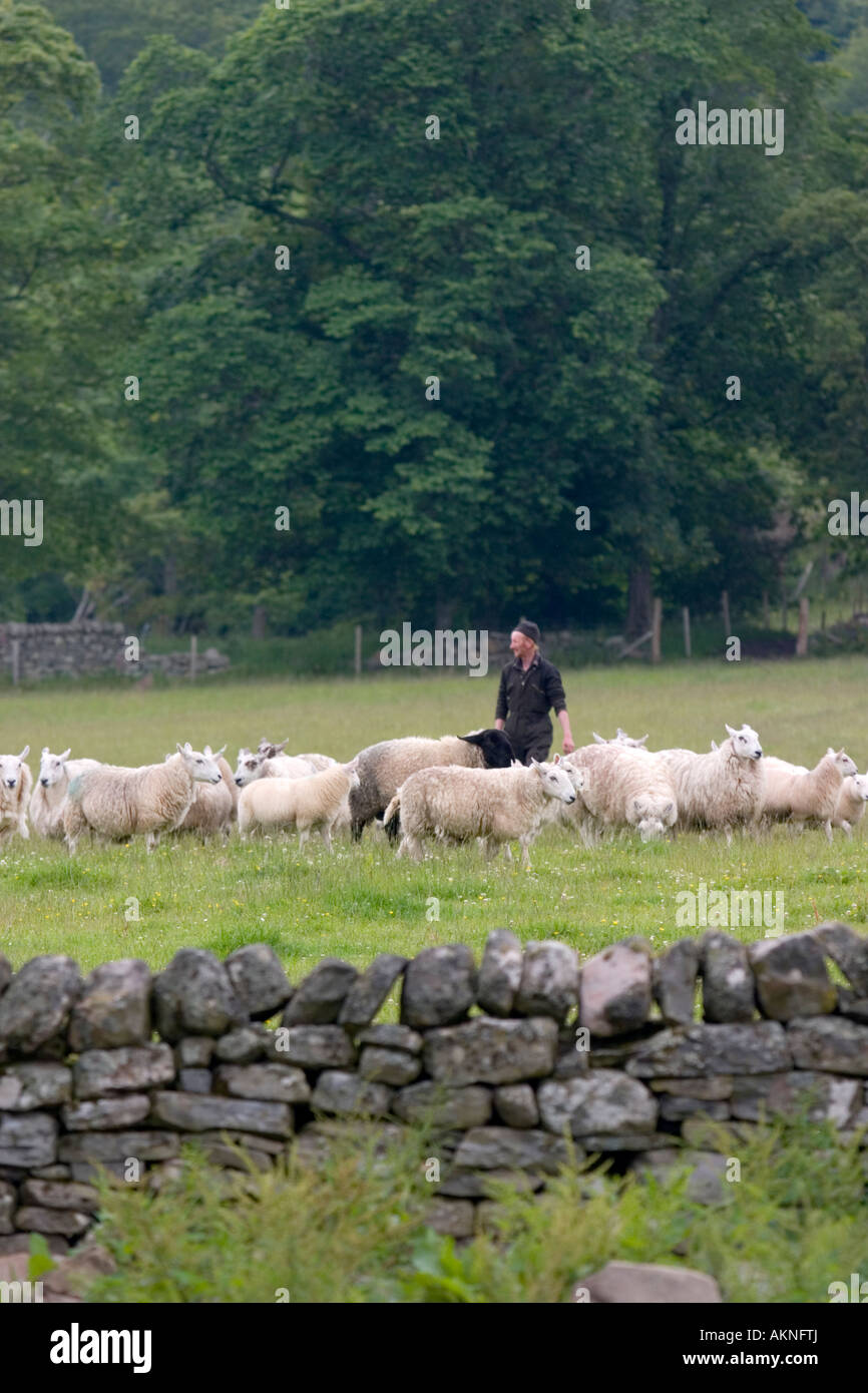 Sheep farmer gathering his flock Stock Photo - Alamy