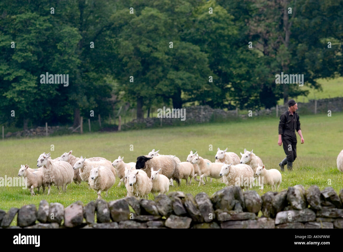 Sheep farmer gathering his flock Stock Photo - Alamy