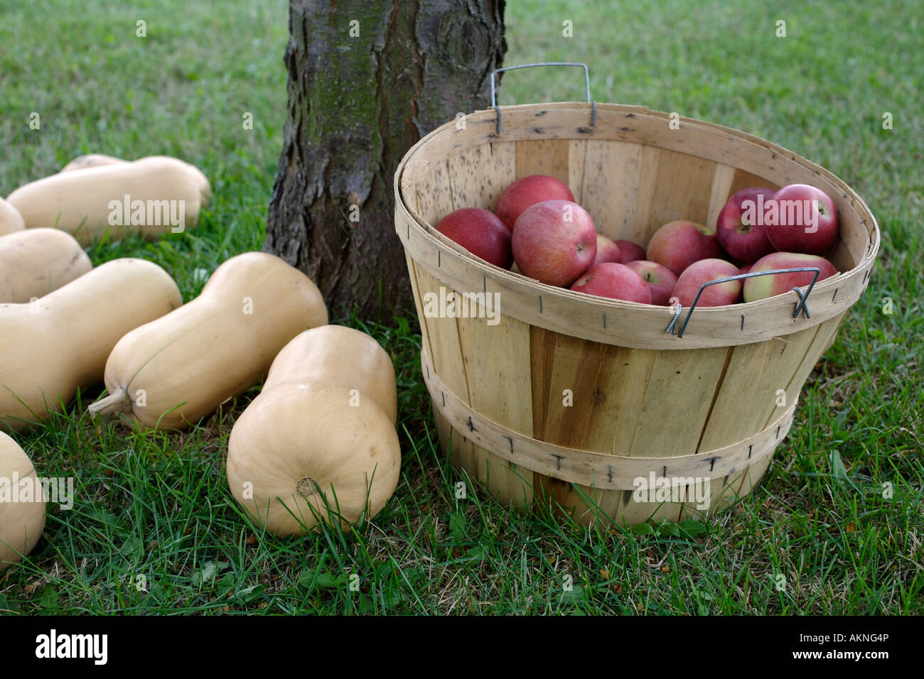 Butternut squashs and basket of apples under tree. New York State, USA ...