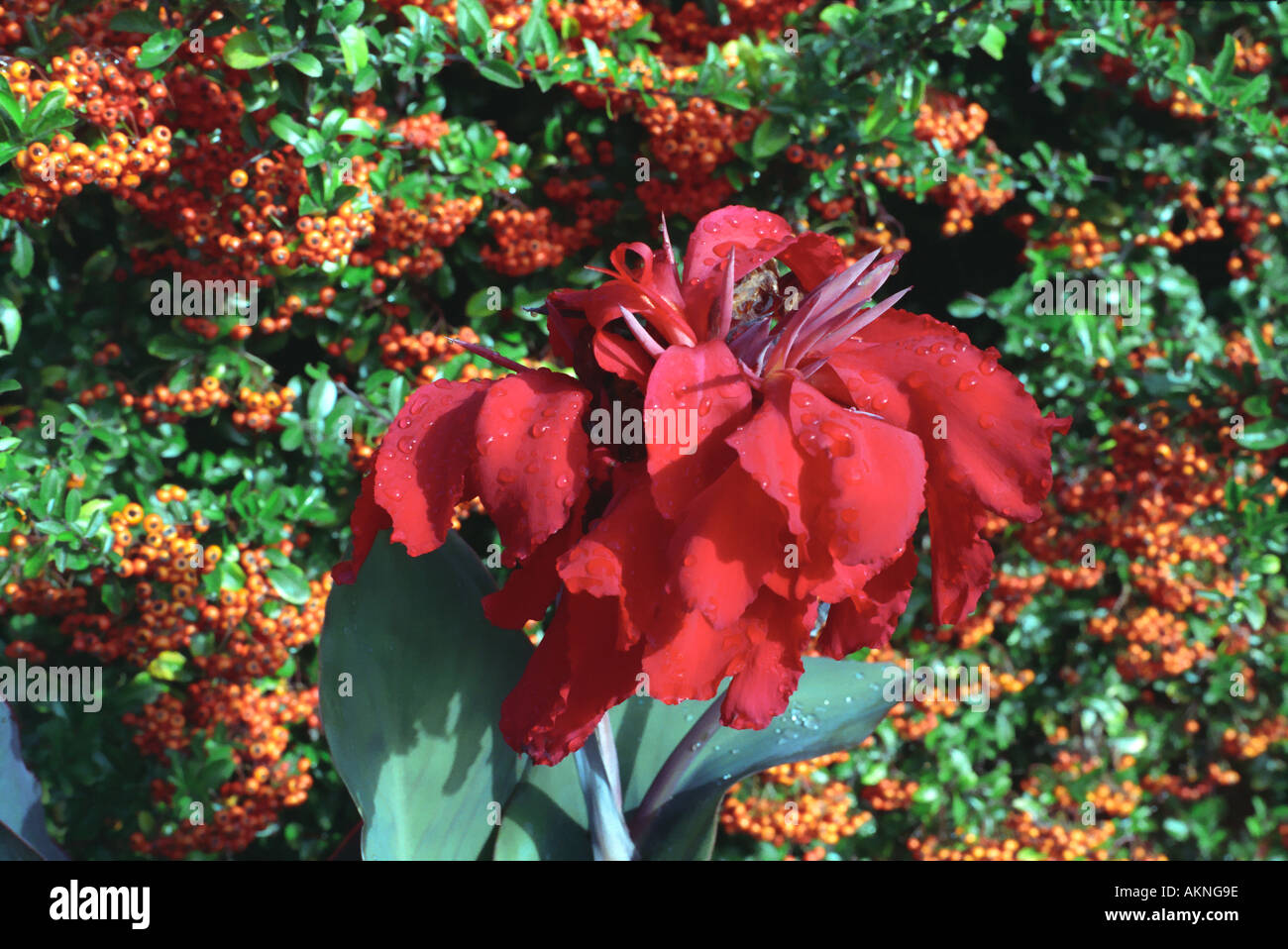 Red canna blooms hi-res stock photography and images - Alamy