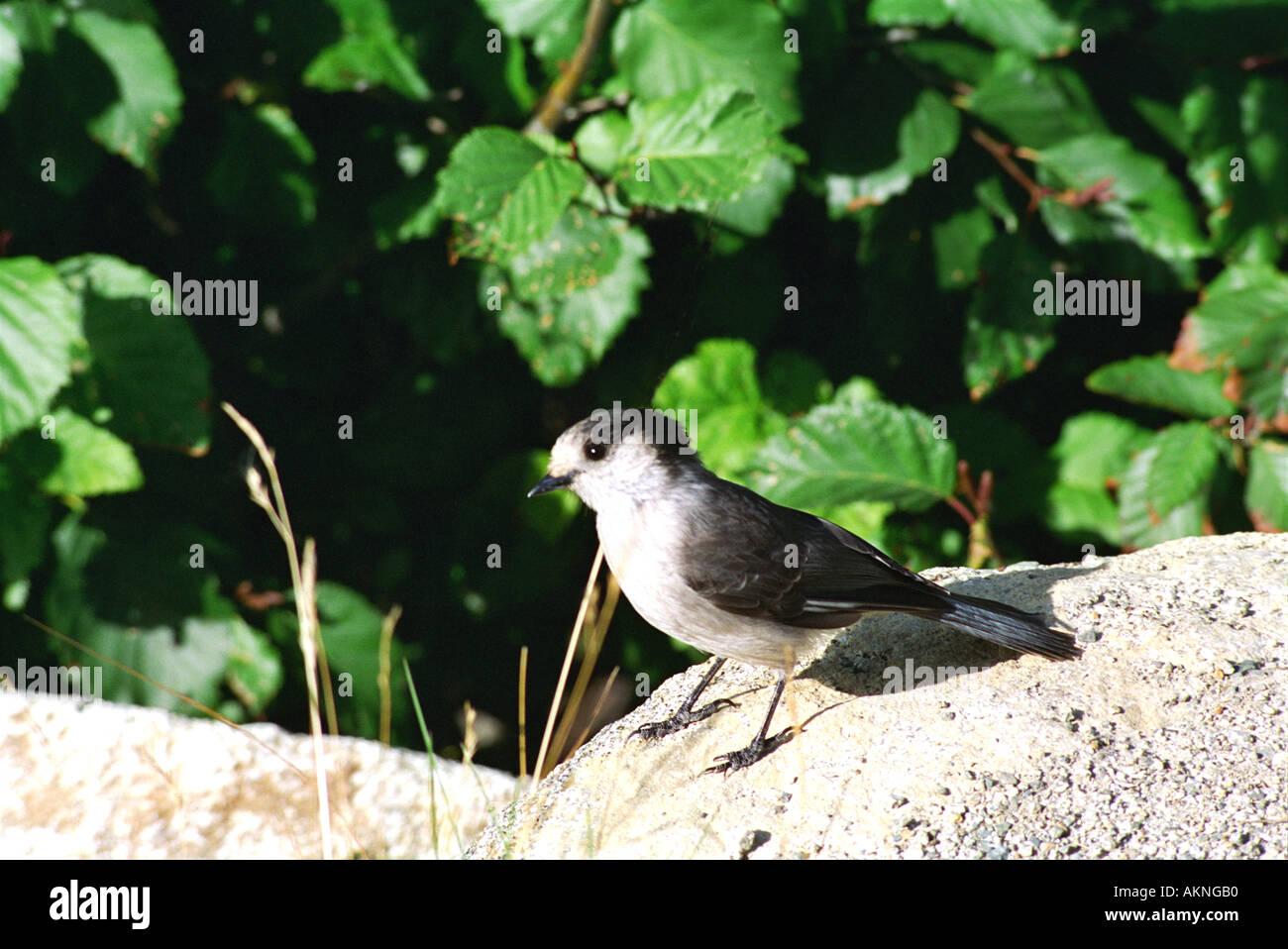 Canada Jay Perisoreus canadensis also called Whisky Jack Camp Robber or ...