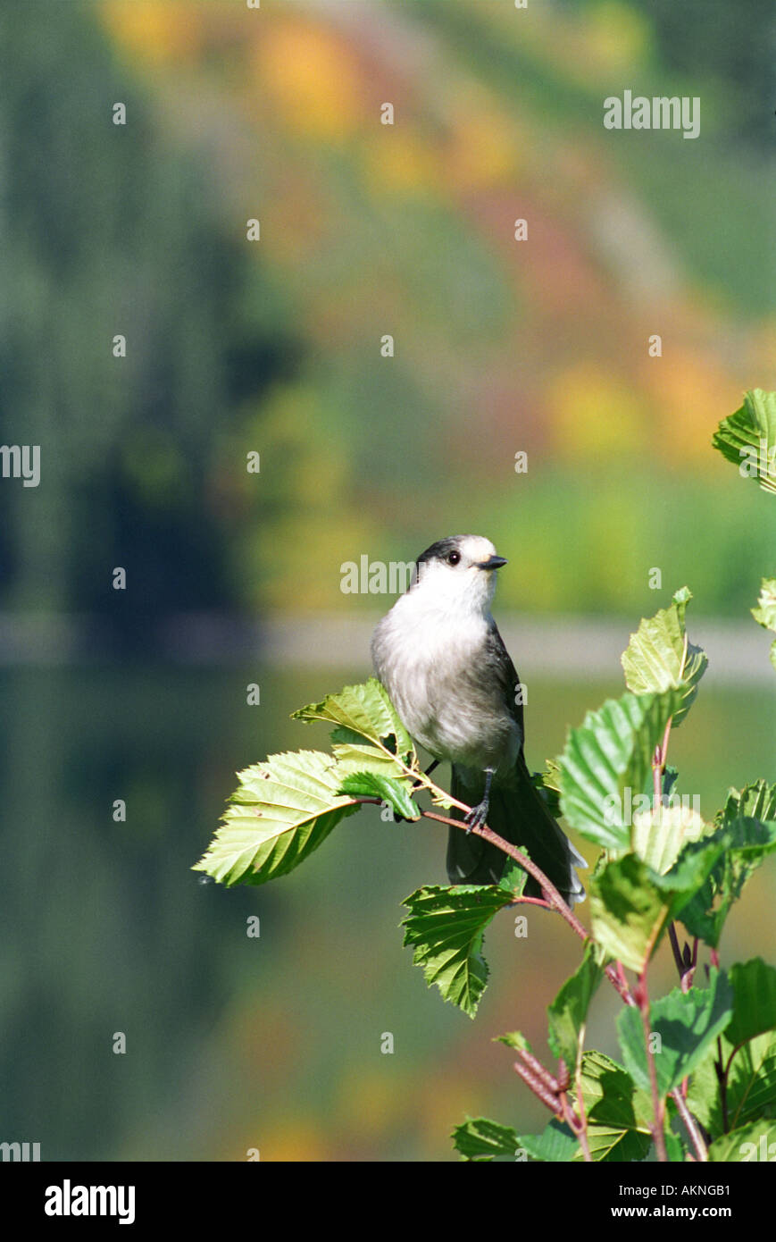 Canada Jay Perisoreus canadensis also called Whisky Jack Camp Robber or ...