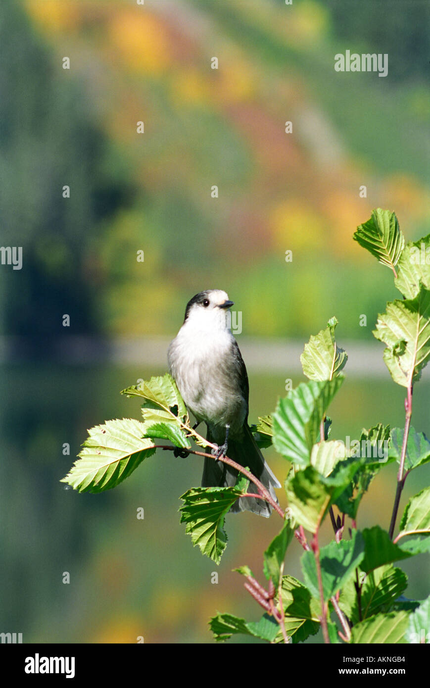 Canada Jay Perisoreus canadensis also called Whisky Jack Camp Robber or ...