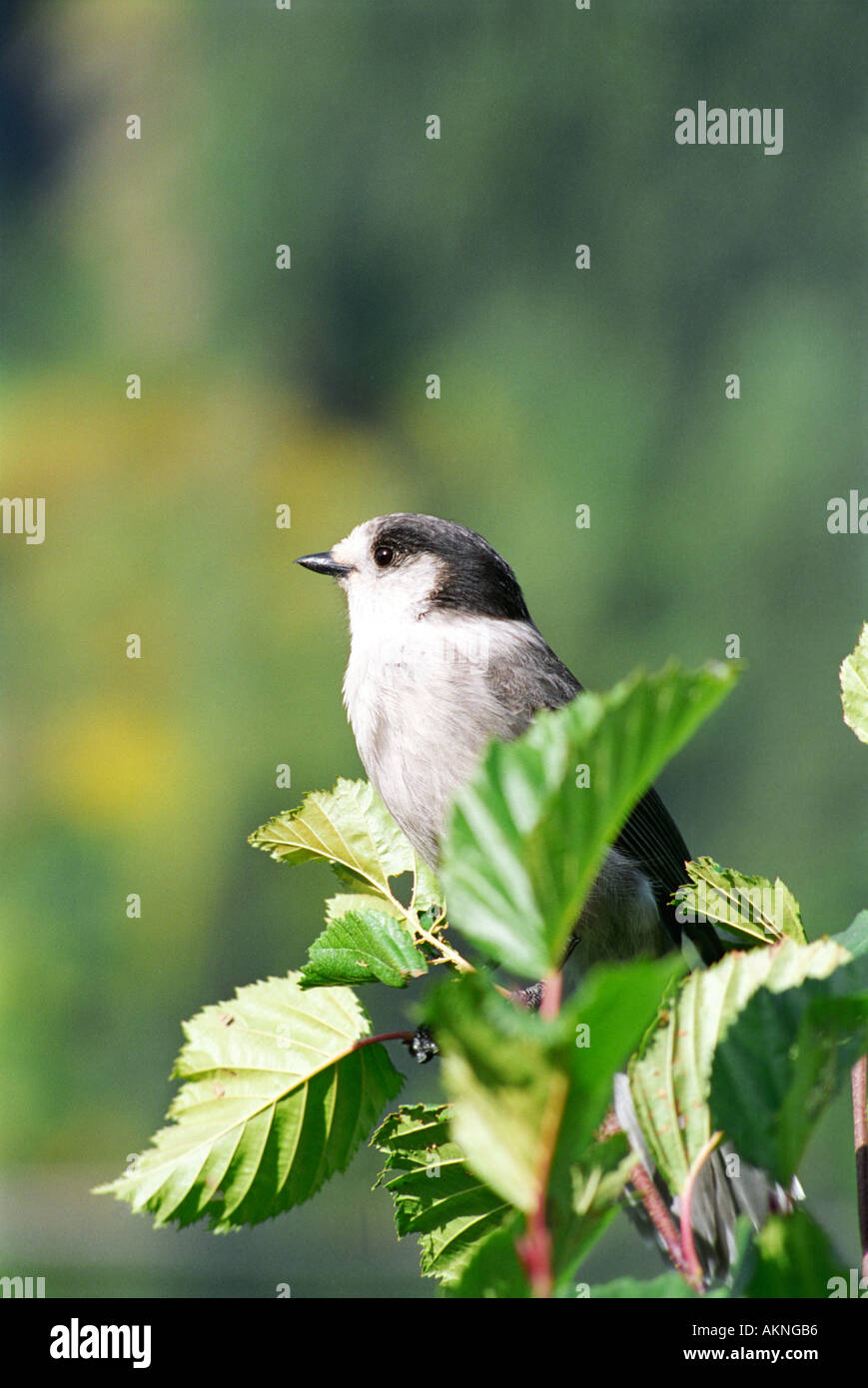 Canada Jay Perisoreus canadensis also called Whisky Jack Camp Robber or ...