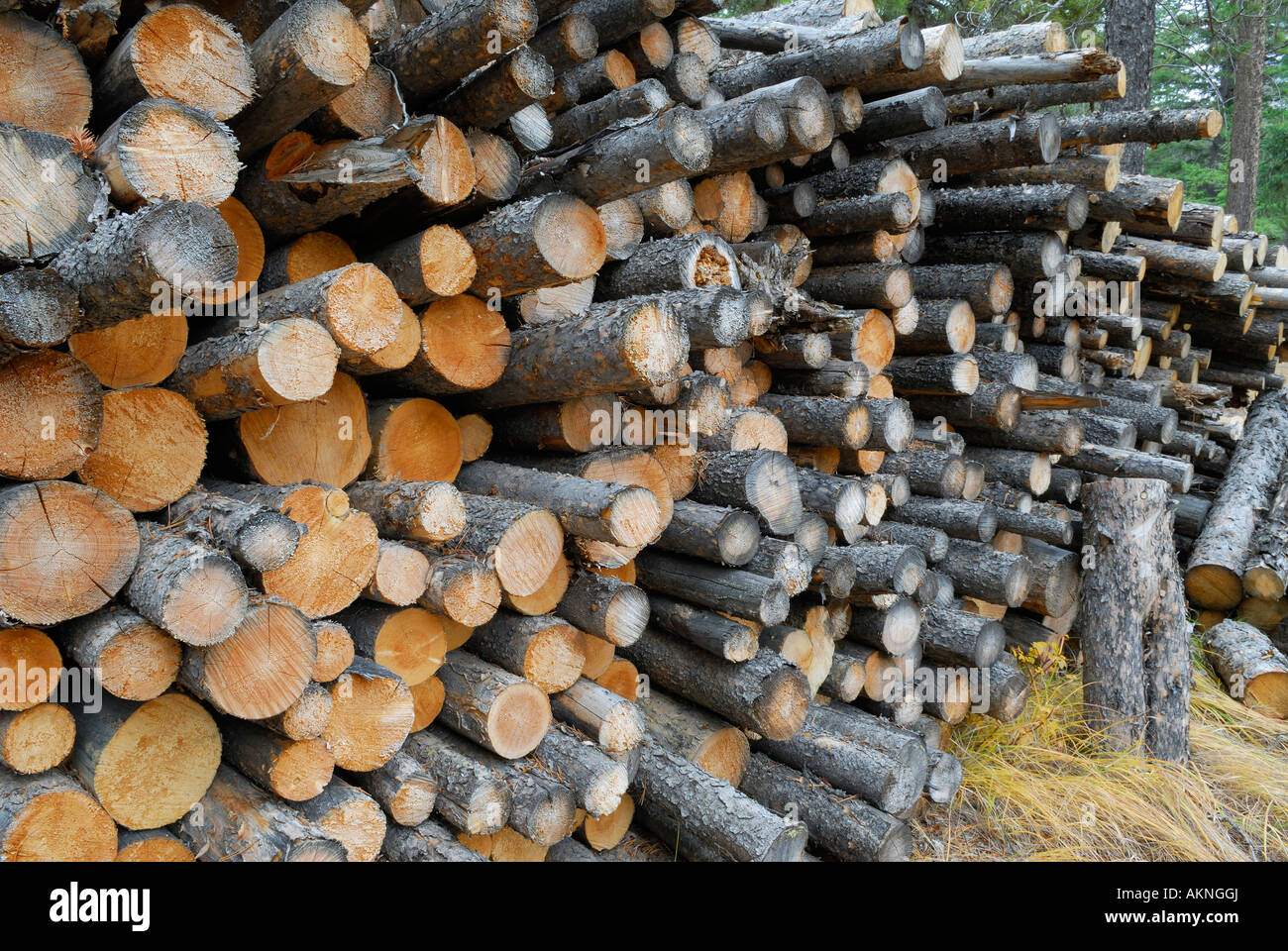 softwood logs stacked outside ready to be cut for firewood Stock Photo ...