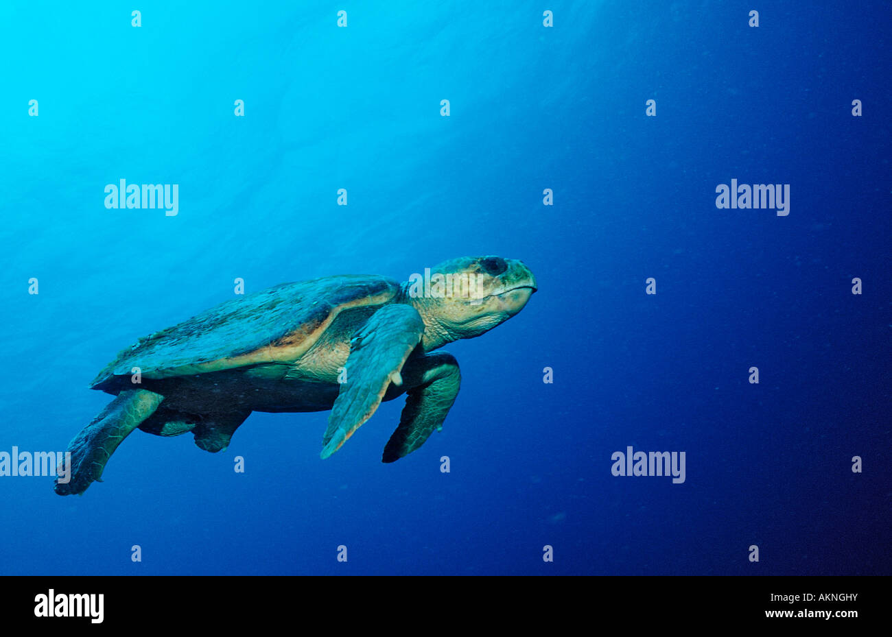 Loggerhead turtle Caretta caretta Netherlands Antilles Bonaire ...