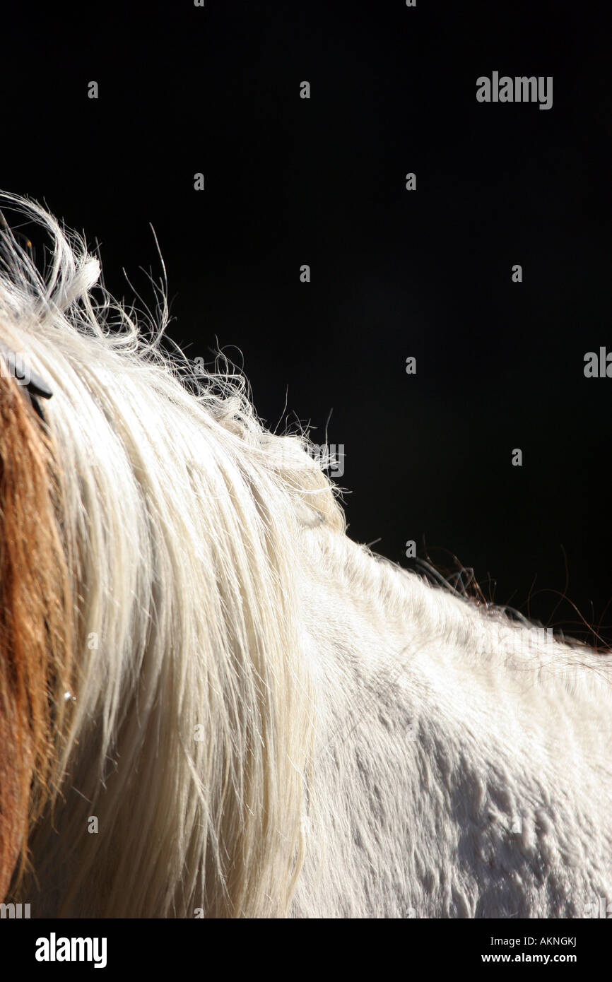 The white and brown mane of a horse Stock Photo - Alamy