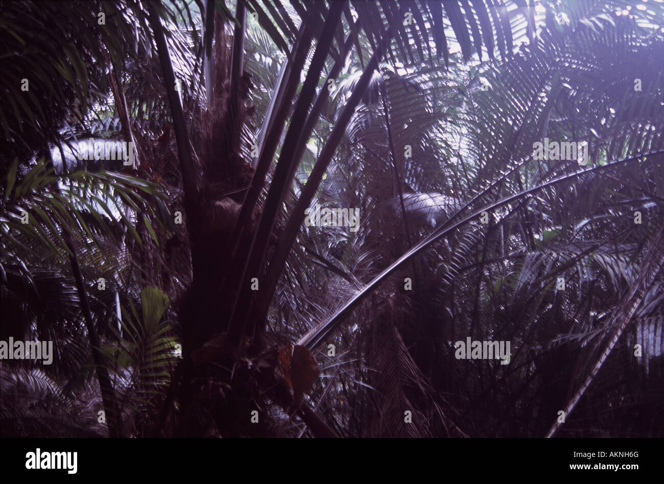 Asia Rain Forest Stock Photo - Alamy