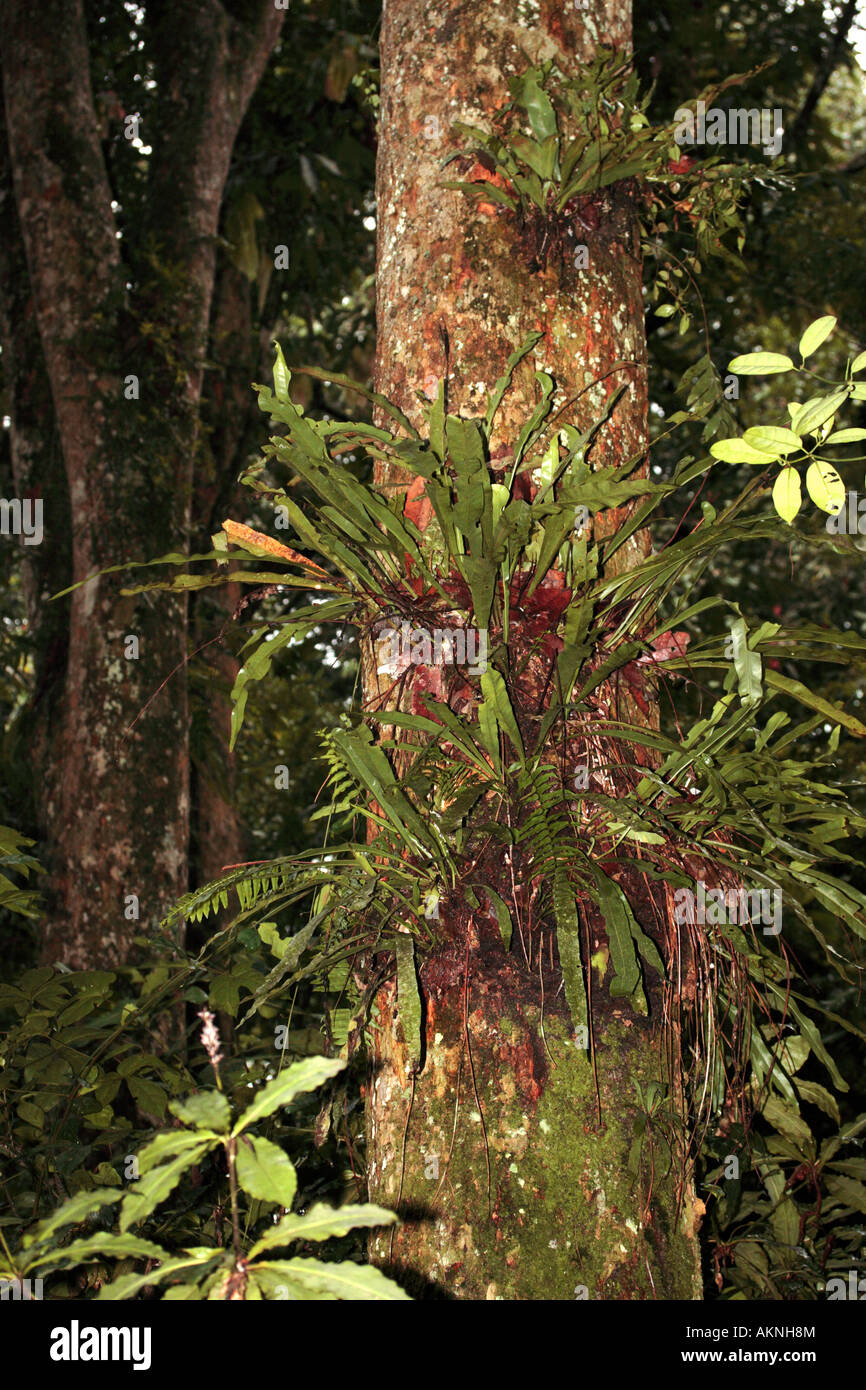 Epiphytes botany hi-res stock photography and images - Alamy