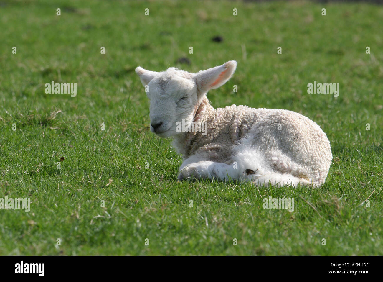 As innocent as a lamb hi-res stock photography and images - Alamy
