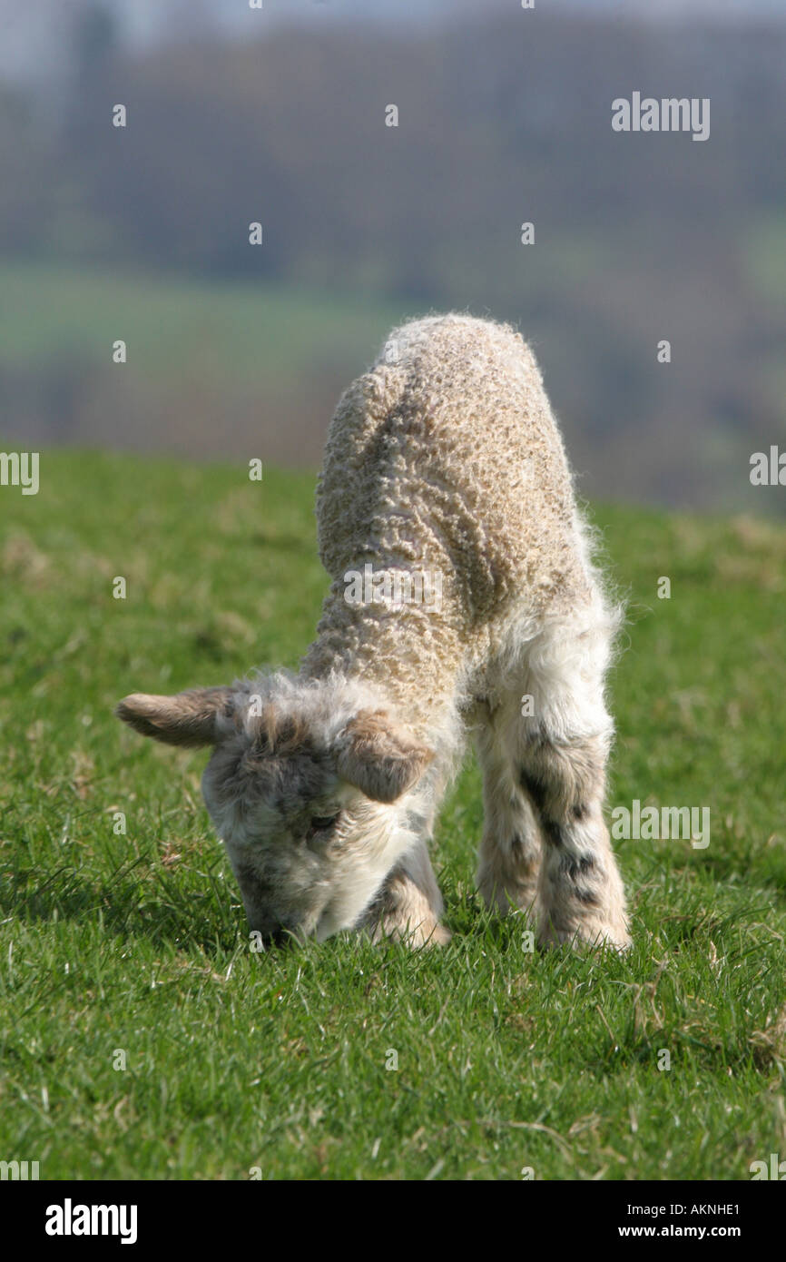 lamb in a field Stock Photo - Alamy