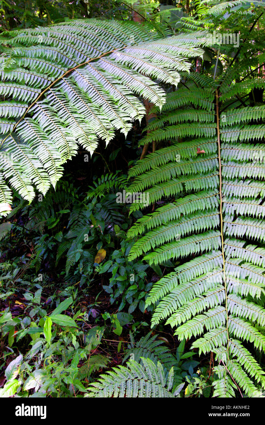 giant fern durika cloud forest costa rica Stock Photo - Alamy