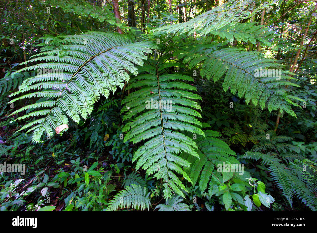 giant fern durika cloud forest costa rica Stock Photo - Alamy