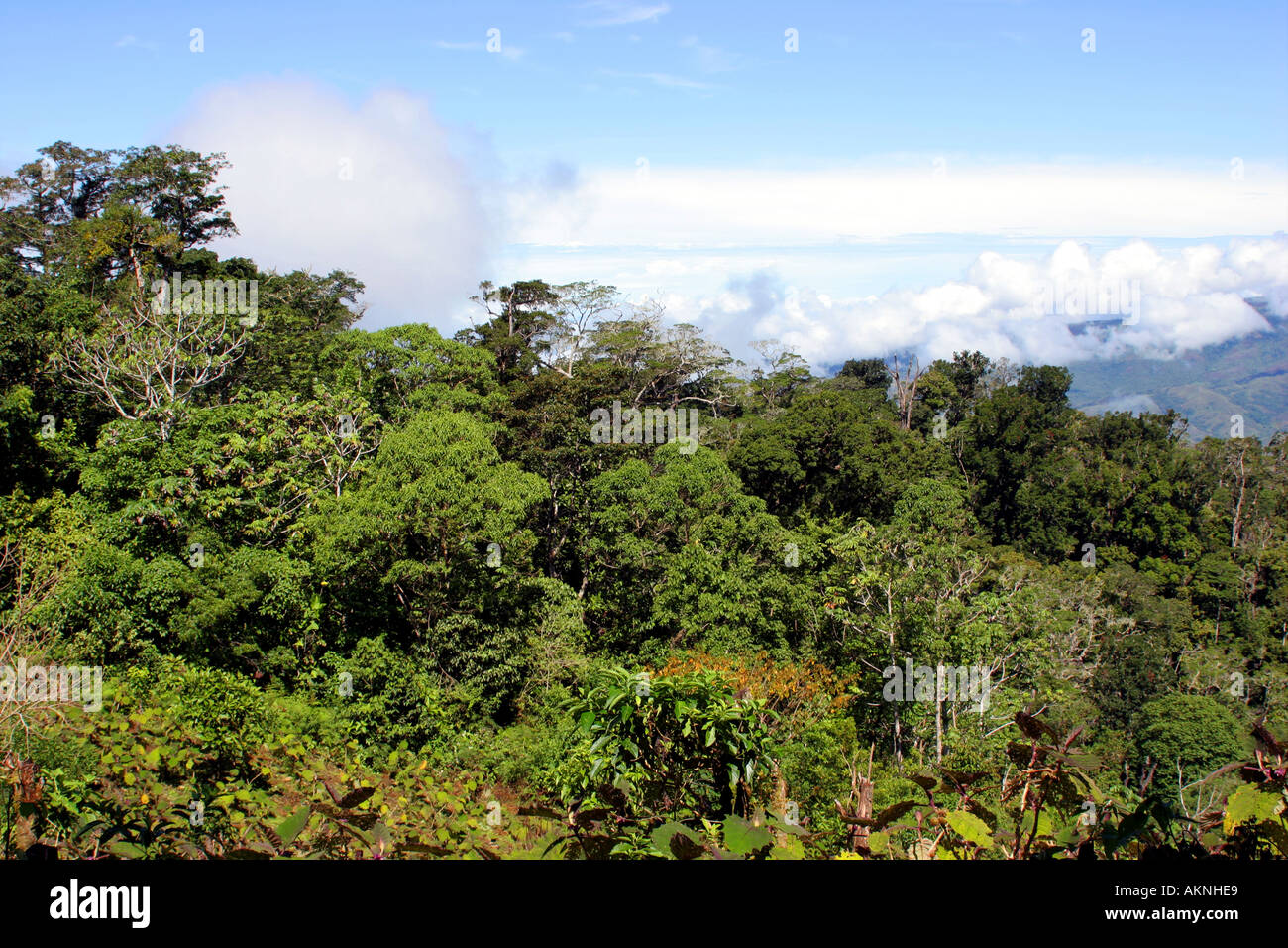 durika cloud forest costa rica Stock Photo - Alamy