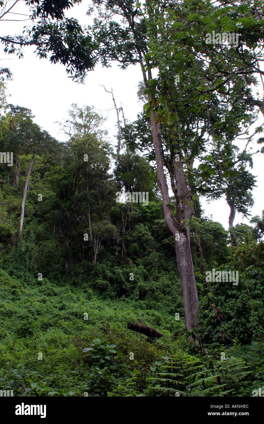 Durika Costa Rica High Resolution Stock Photography and Images - Alamy