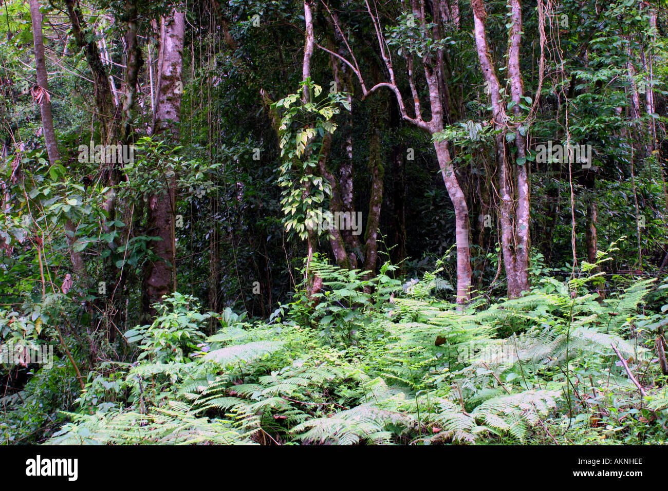 durika cloud forest costa rica Stock Photo - Alamy