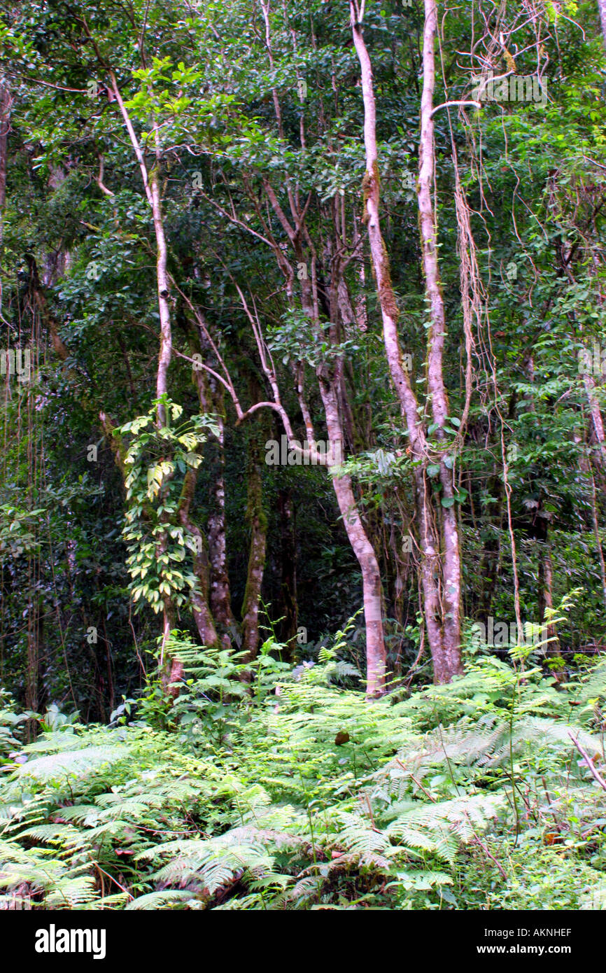 Durika Costa Rica High Resolution Stock Photography and Images - Alamy