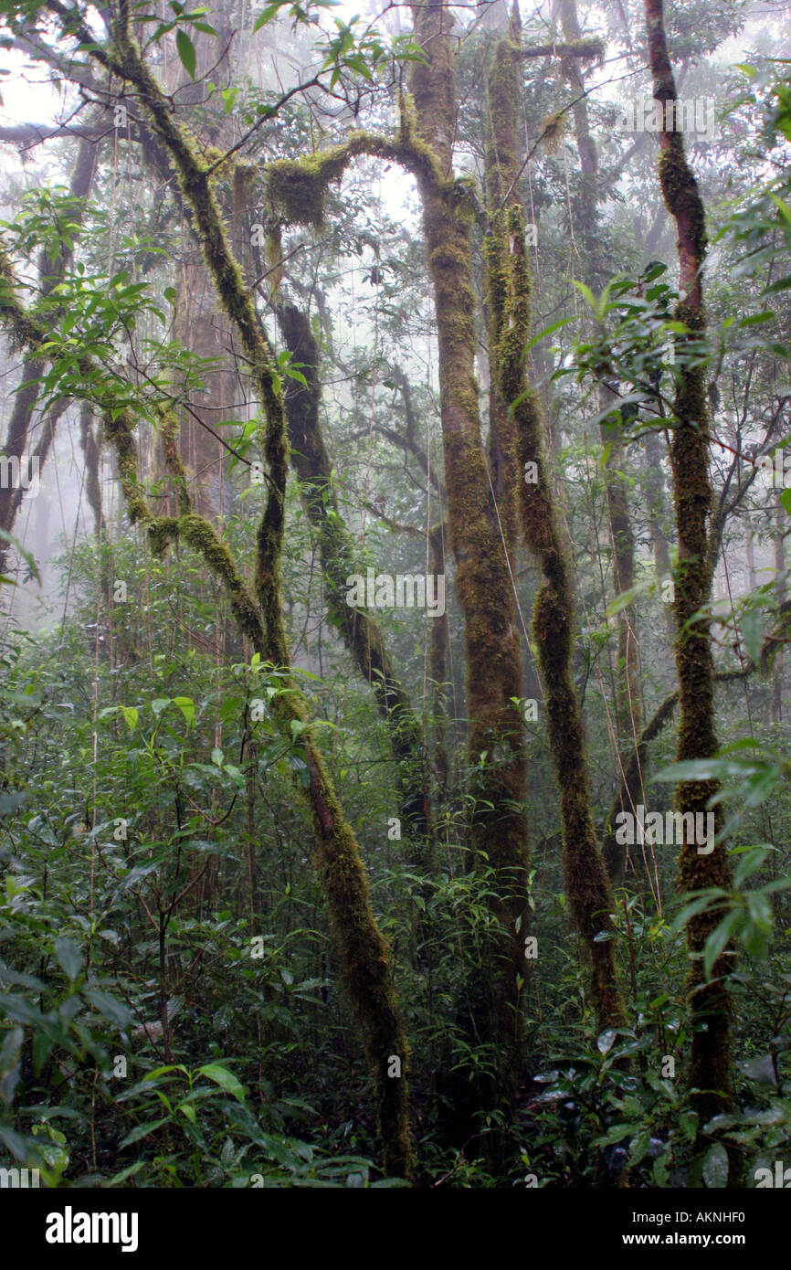 Durika costa rica hi-res stock photography and images - Alamy