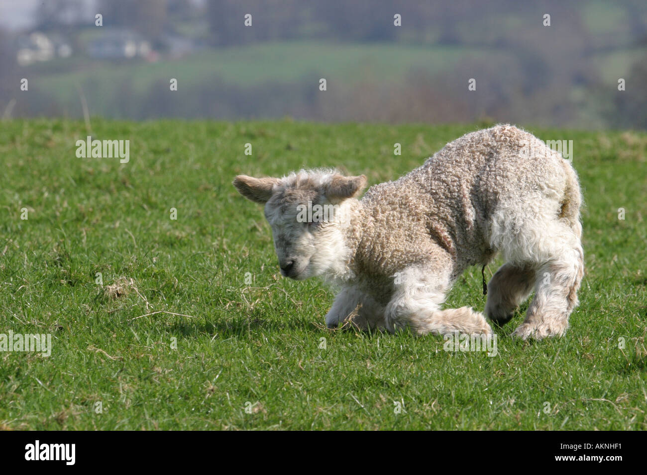 lamb trying to stand up Stock Photo - Alamy