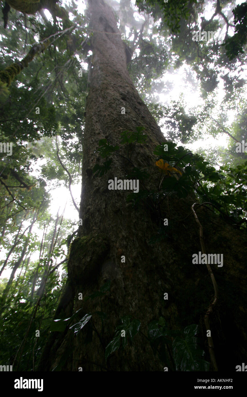 Durika Costa Rica High Resolution Stock Photography and Images - Alamy