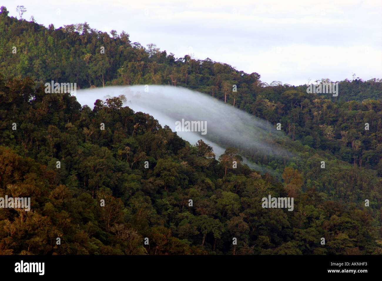 durika cloud forest costa rica Stock Photo - Alamy