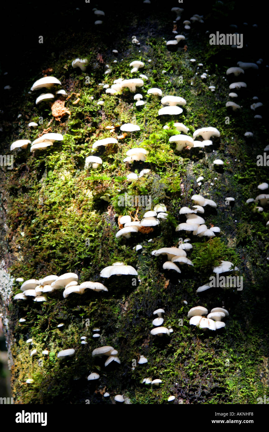 mushrooms durika cloud forest costa rica Stock Photo - Alamy