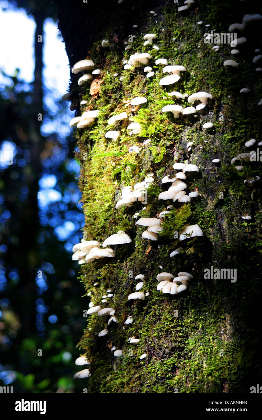 mushrooms durika cloud forest costa rica Stock Photo - Alamy