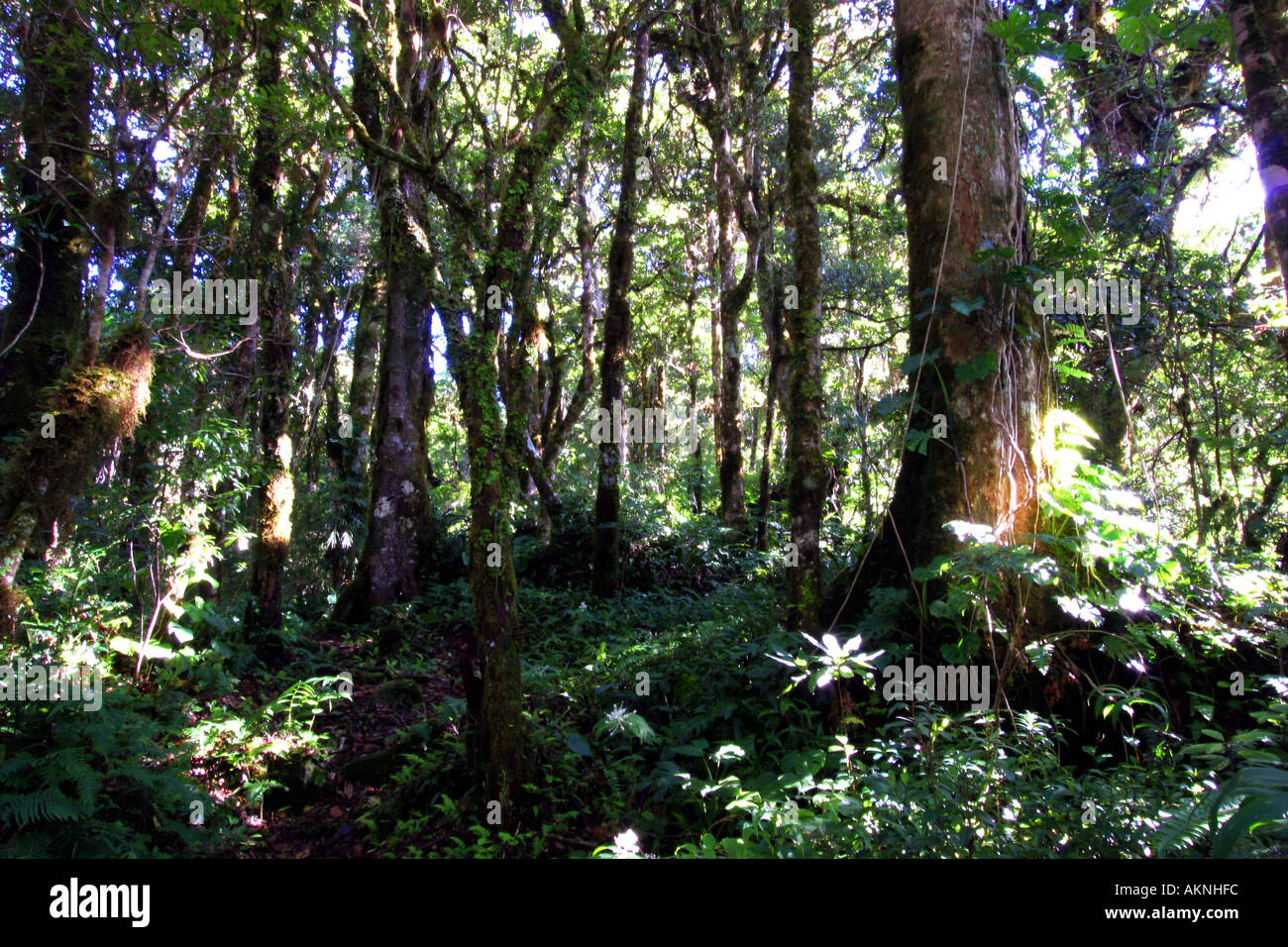 Durika Costa Rica High Resolution Stock Photography and Images - Alamy