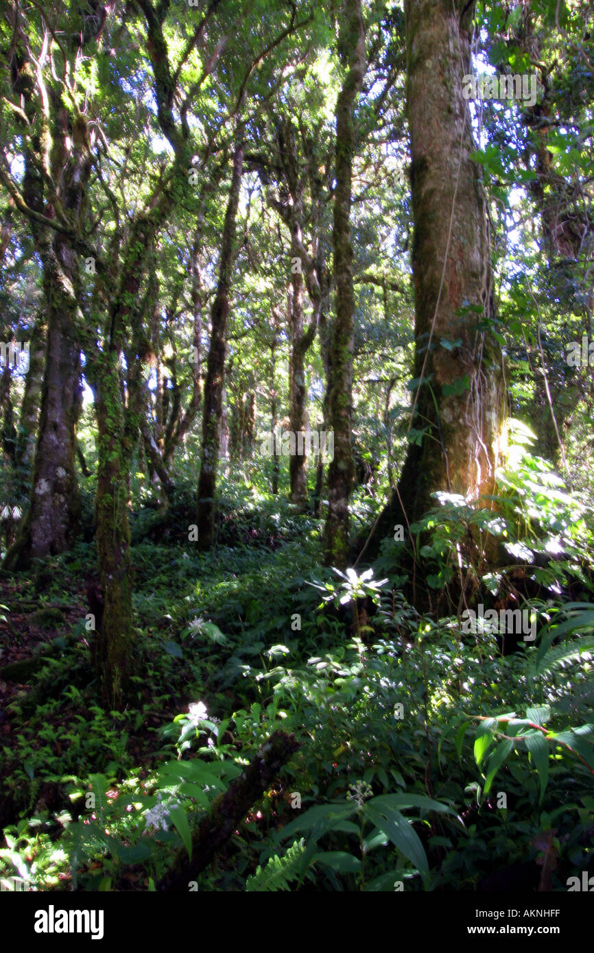 durika cloud forest costa rica Stock Photo - Alamy