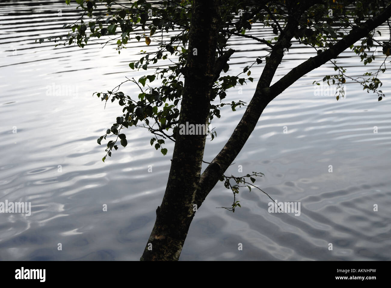 silhouette of tree over water Stock Photo - Alamy