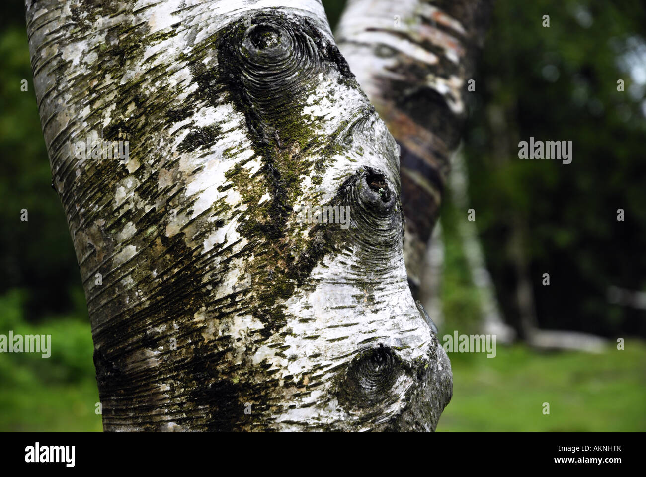 silver birch tree trunks Stock Photo - Alamy
