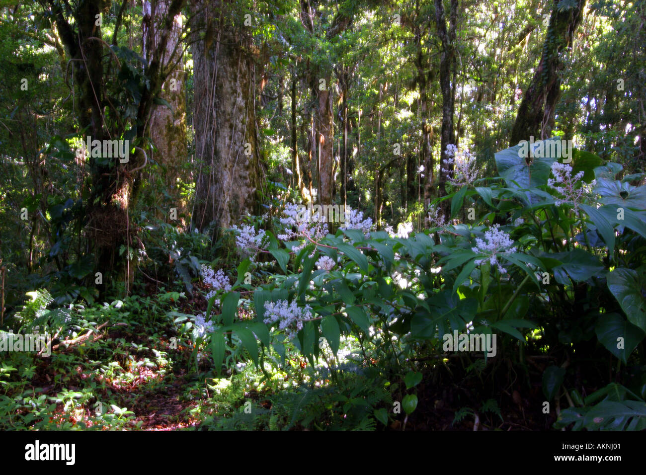 durika cloud forest costa rica Stock Photo - Alamy