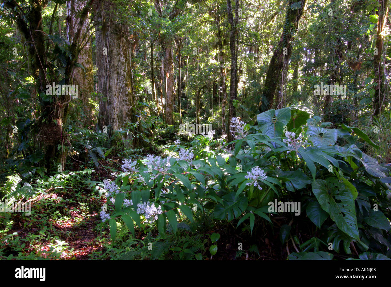 Durika costa rica hi-res stock photography and images - Alamy