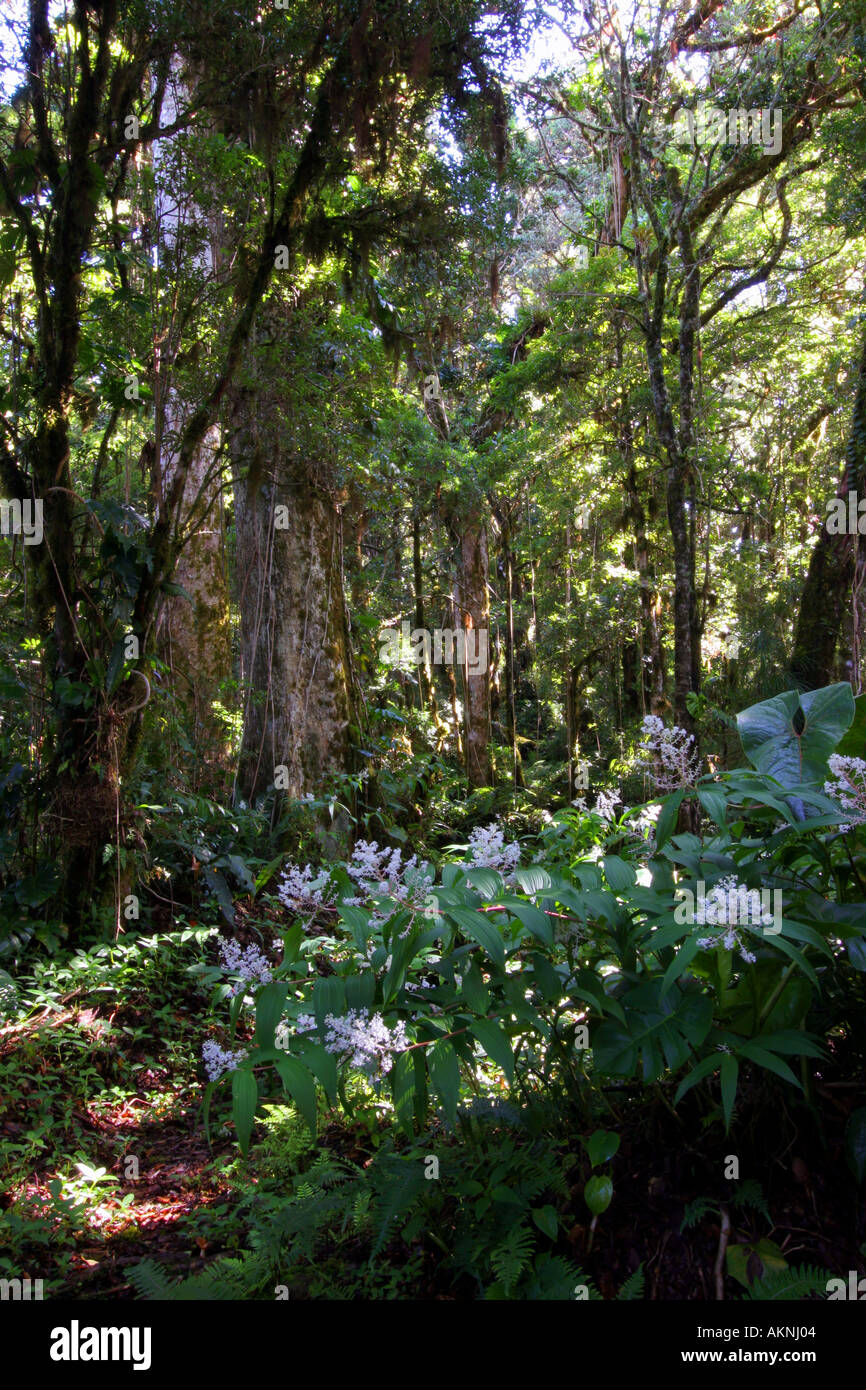 durika cloud forest costa rica Stock Photo - Alamy