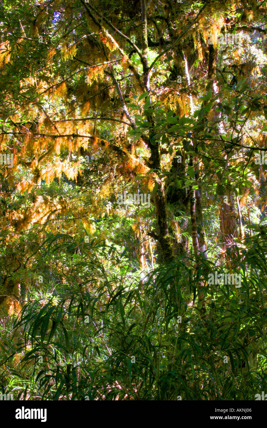 durika cloud forest costa rica Stock Photo - Alamy